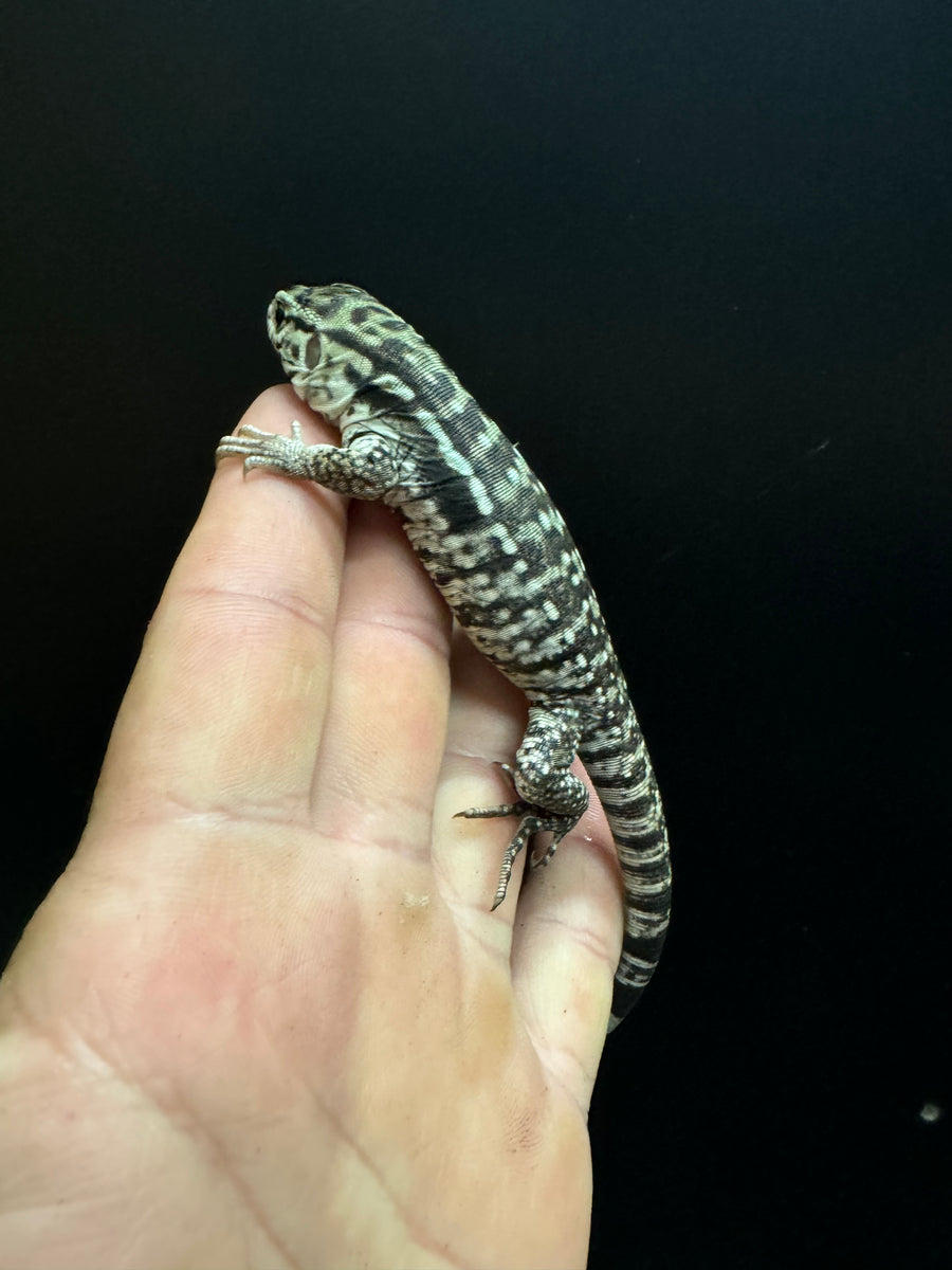 2024 Pure Red Anery 66% het Albino – Jesse's Jungle