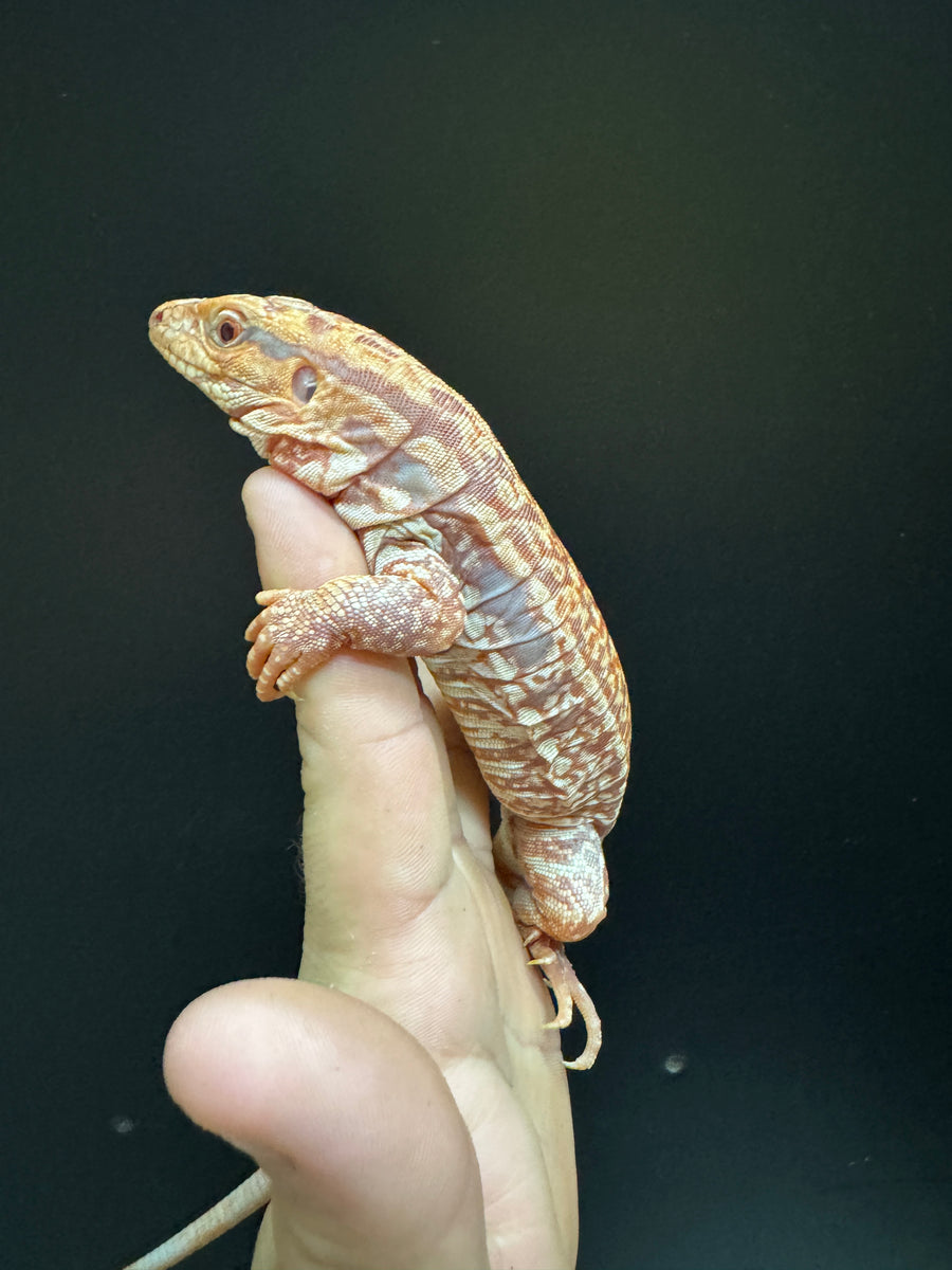 2024 Pure Red Albino – Jesse's Jungle