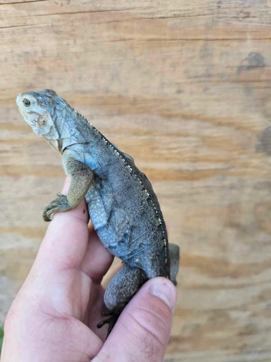 2022 Grand Cayman Hybrid Rock iguana High blue – Jesse's Jungle