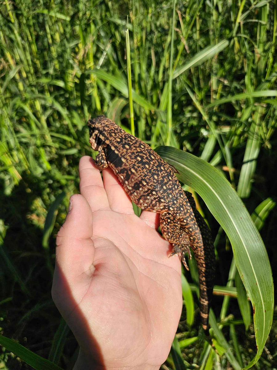 2023 Jaba Blood red 66% het anery Tegus – Jesse's Jungle