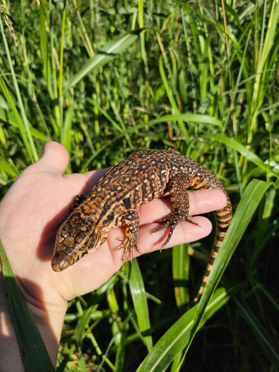 2023 Jaba Blood red 66% het anery Tegus – Jesse's Jungle